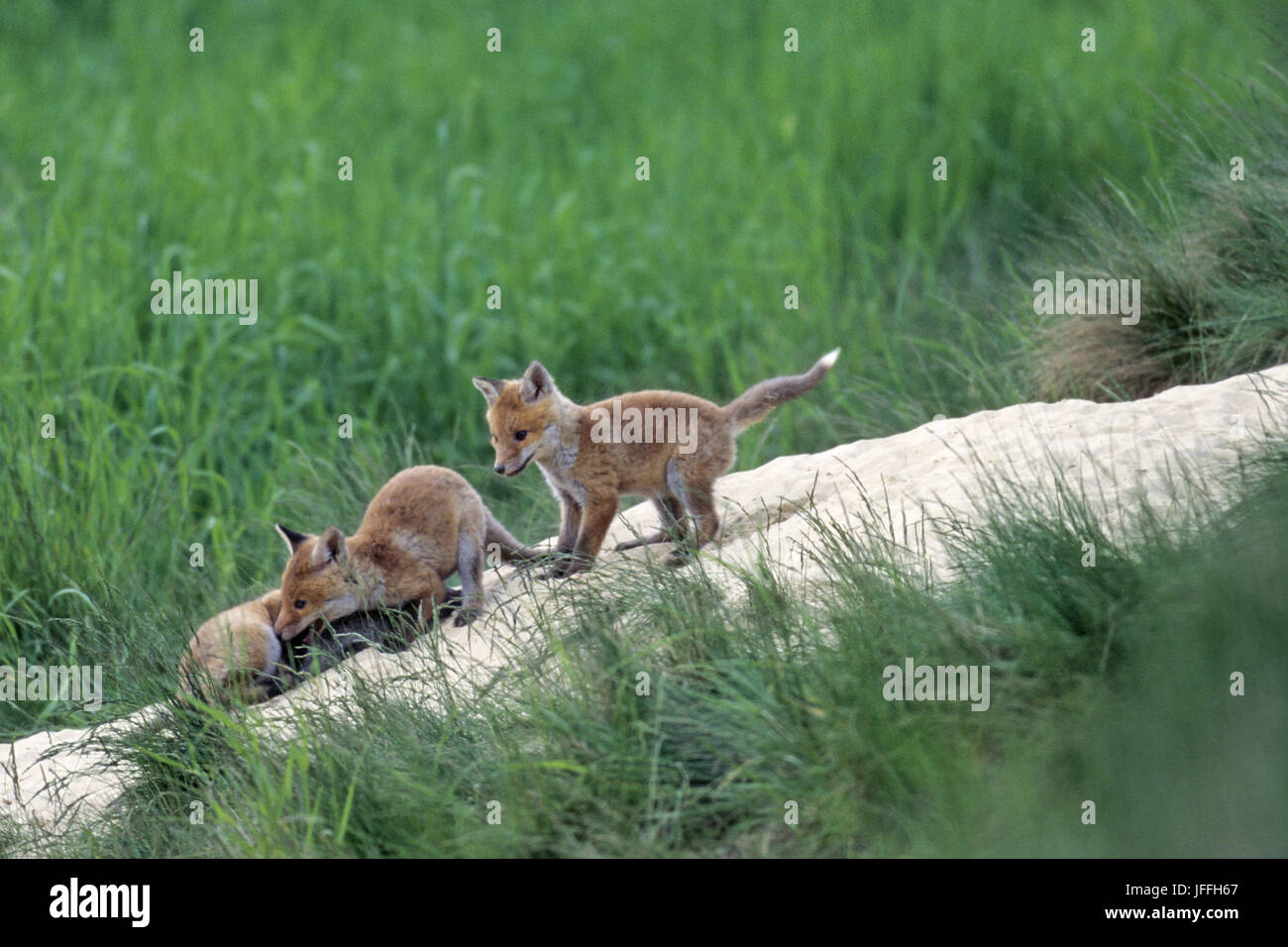 Kit fuchs hi-res stock photography and images - Alamy