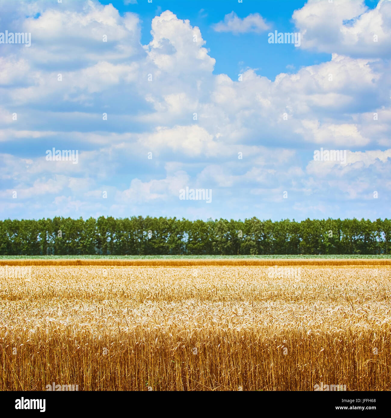 Field of Rye Stock Photo - Alamy