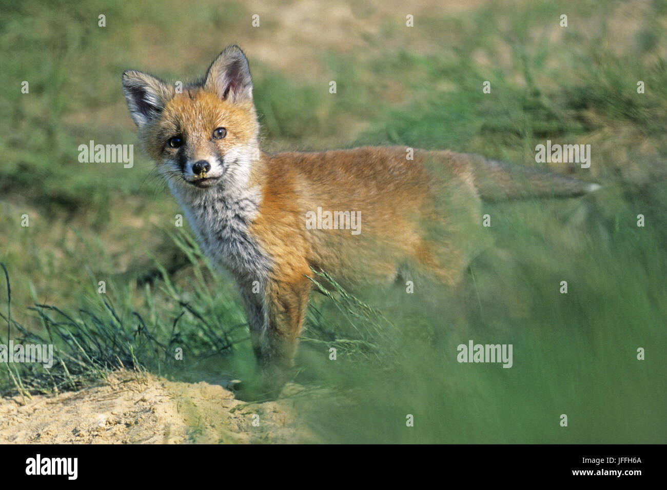 Red Fox kit, cub, pup Stock Photo - Alamy