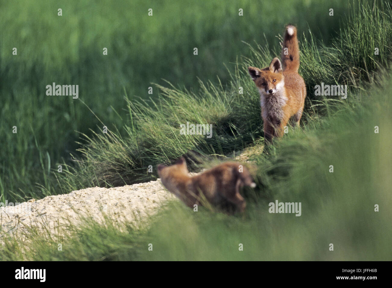 Kit fuchs hi-res stock photography and images - Alamy