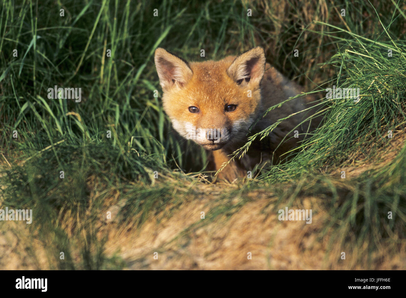 Red Fox kit, cub, pup Stock Photo - Alamy