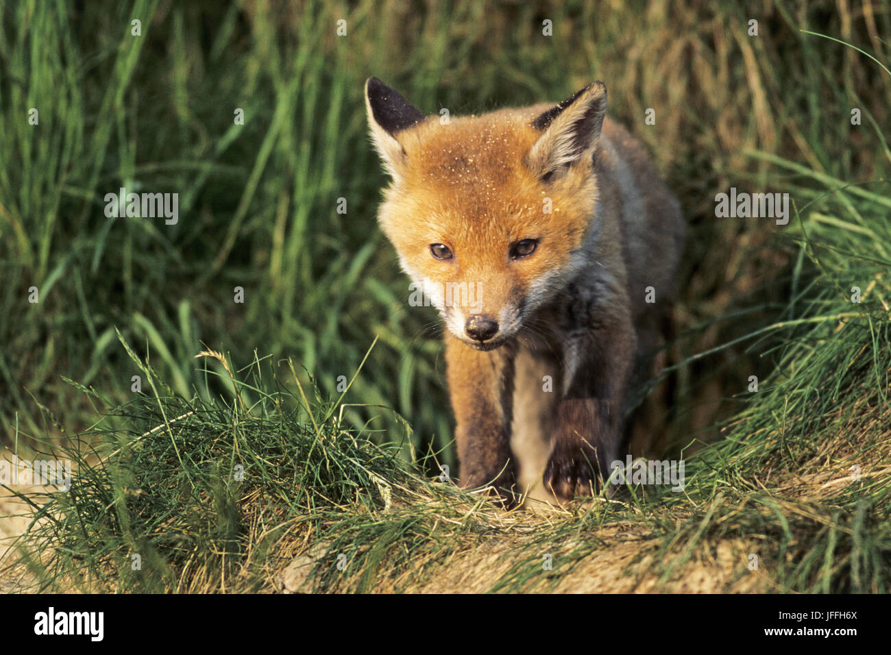 Red Fox kit, cub, pup Stock Photo - Alamy