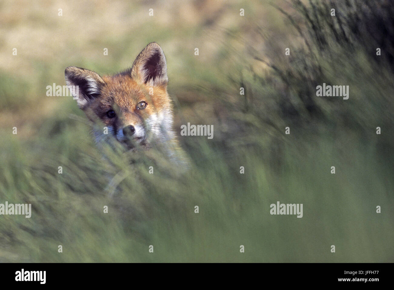 Red Fox kit, cub, pup Stock Photo - Alamy