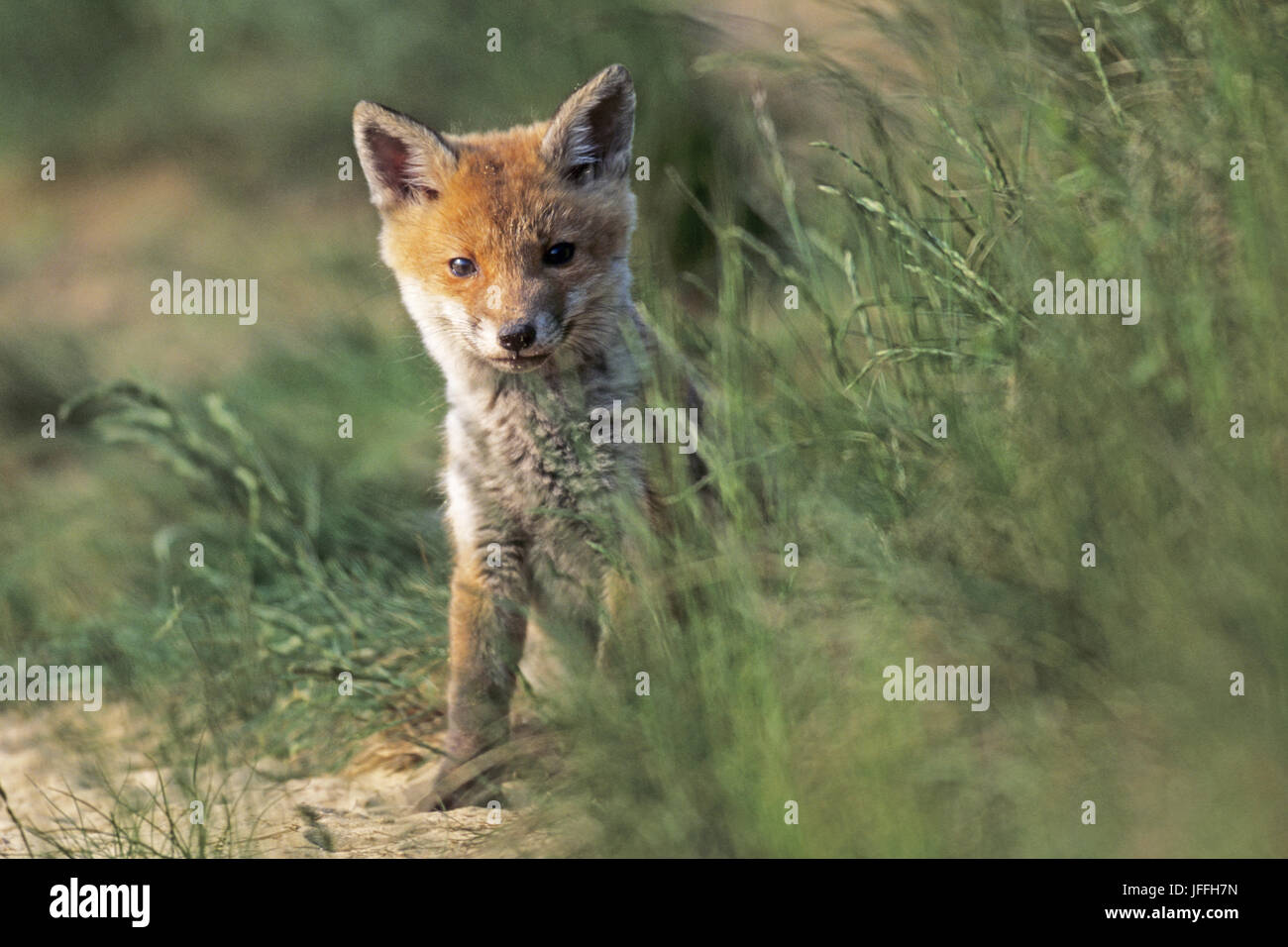 Red Fox kit, cub, pup Stock Photo - Alamy