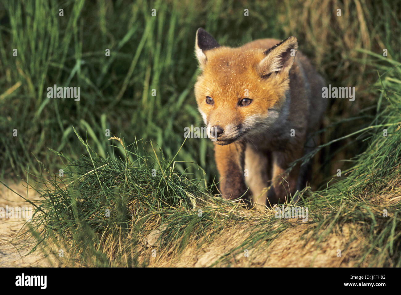 Red Fox kit, cub, pup Stock Photo - Alamy