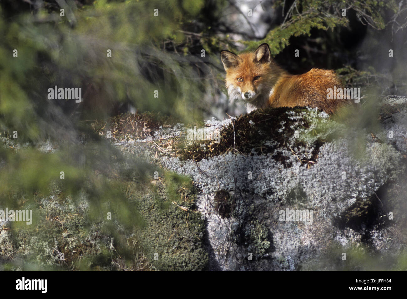 Cross fox red fox hi-res stock photography and images - Alamy