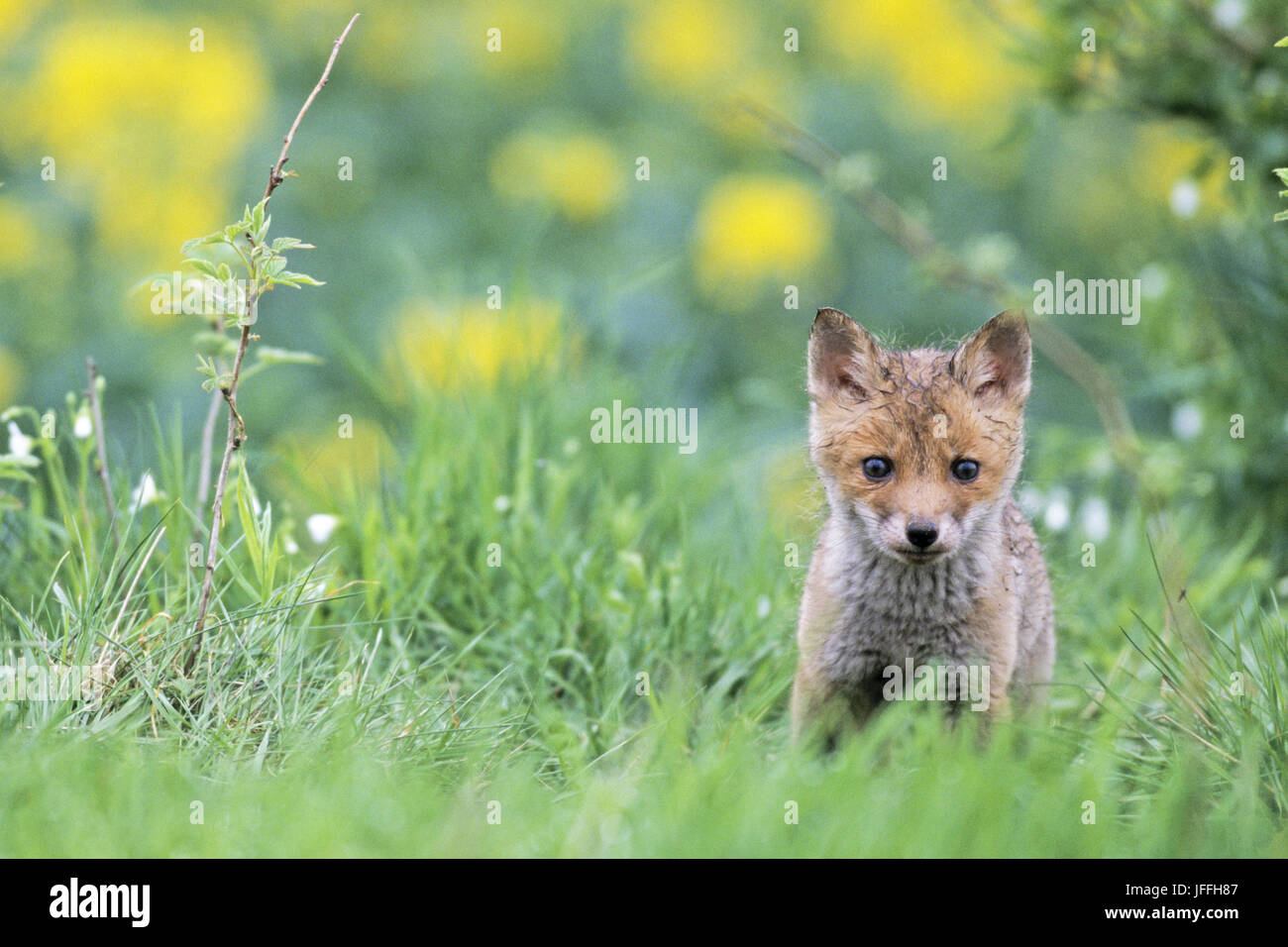 Kit fuchs hi-res stock photography and images - Alamy