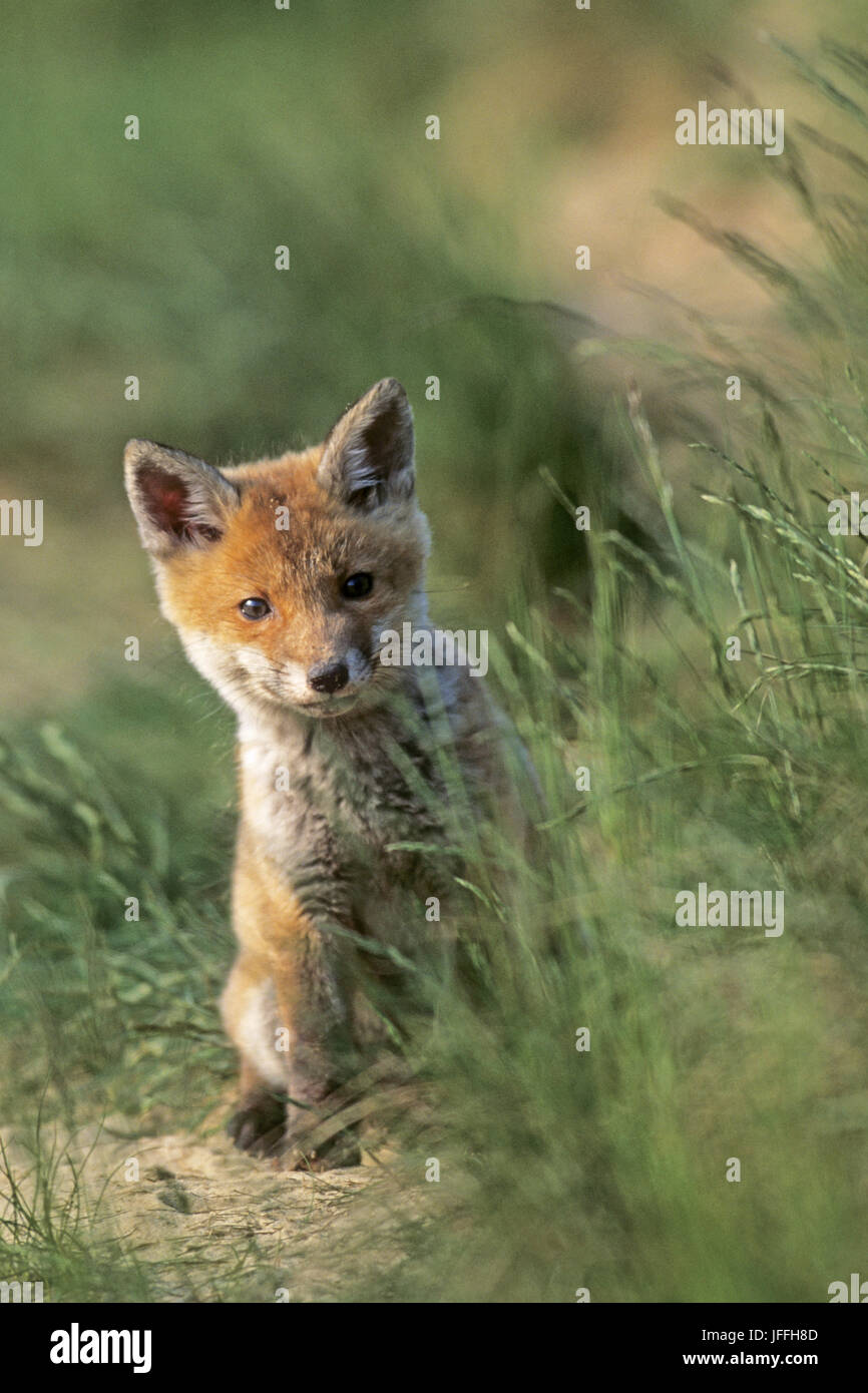 Kit fuchs hi-res stock photography and images - Alamy