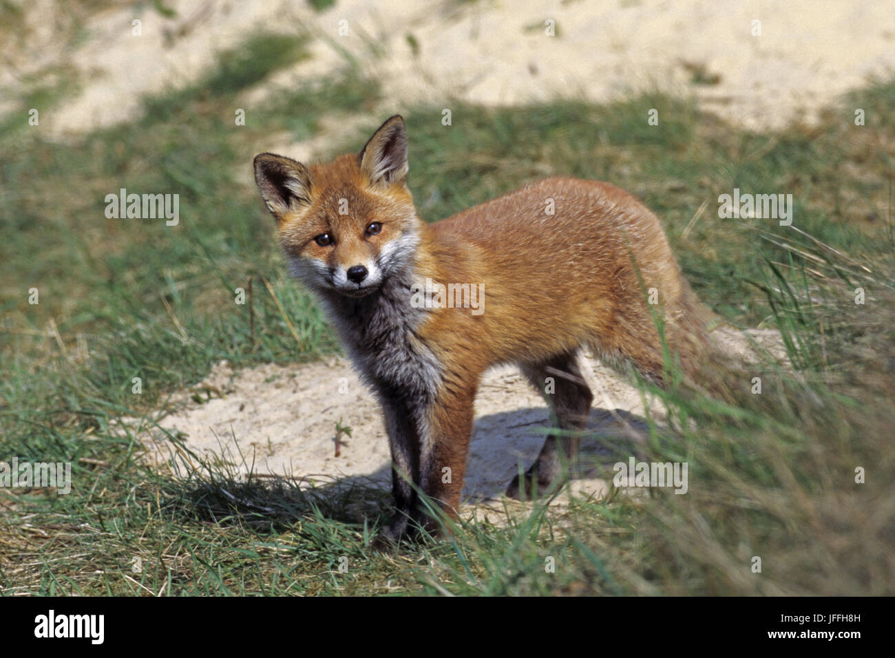 Red Fox kit, cub, pup Stock Photo - Alamy
