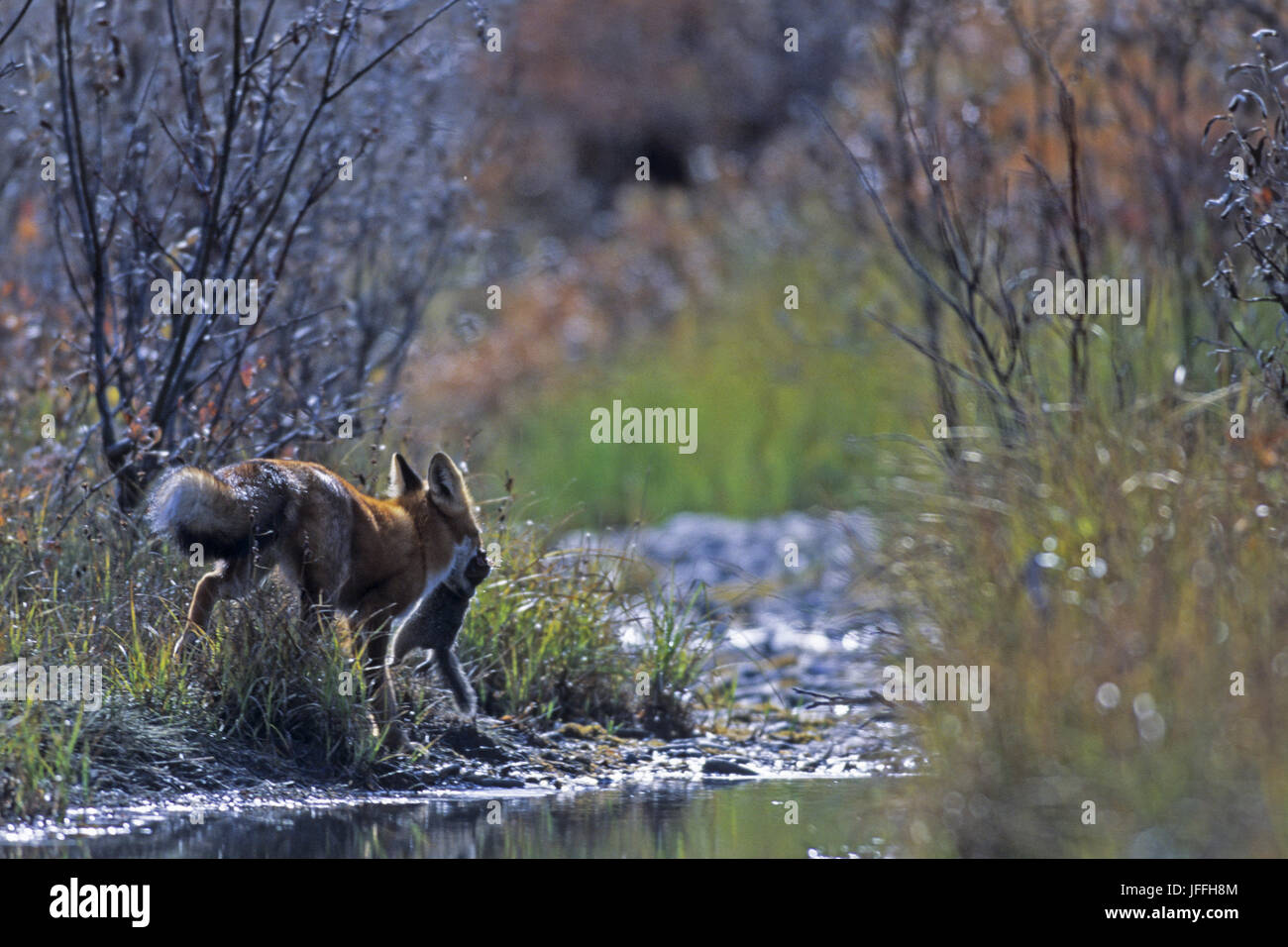 Red arctic fox hi-res stock photography and images - Alamy