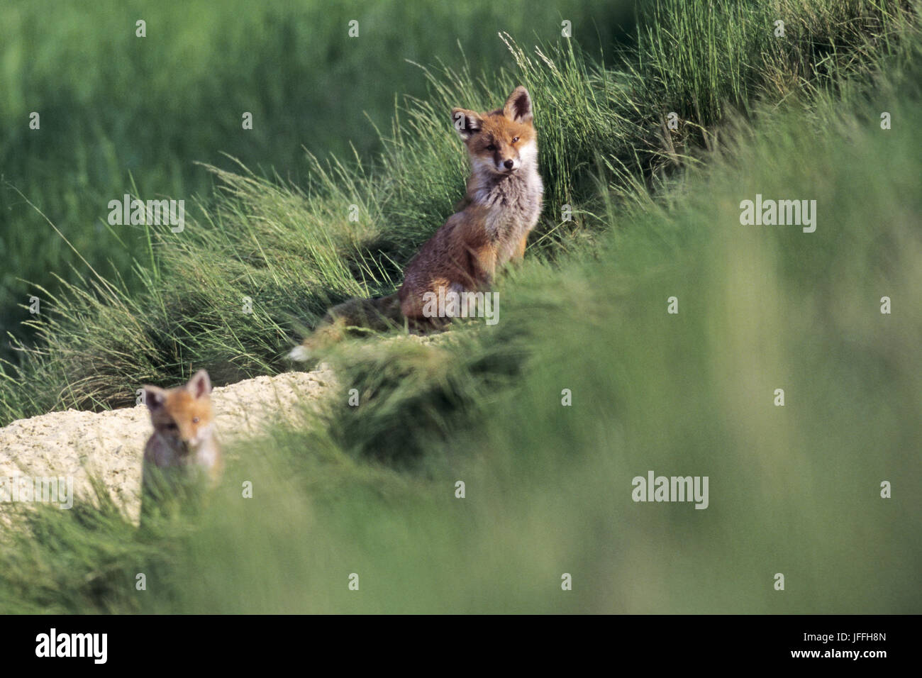 Red Fox kit, cub, pup Stock Photo - Alamy