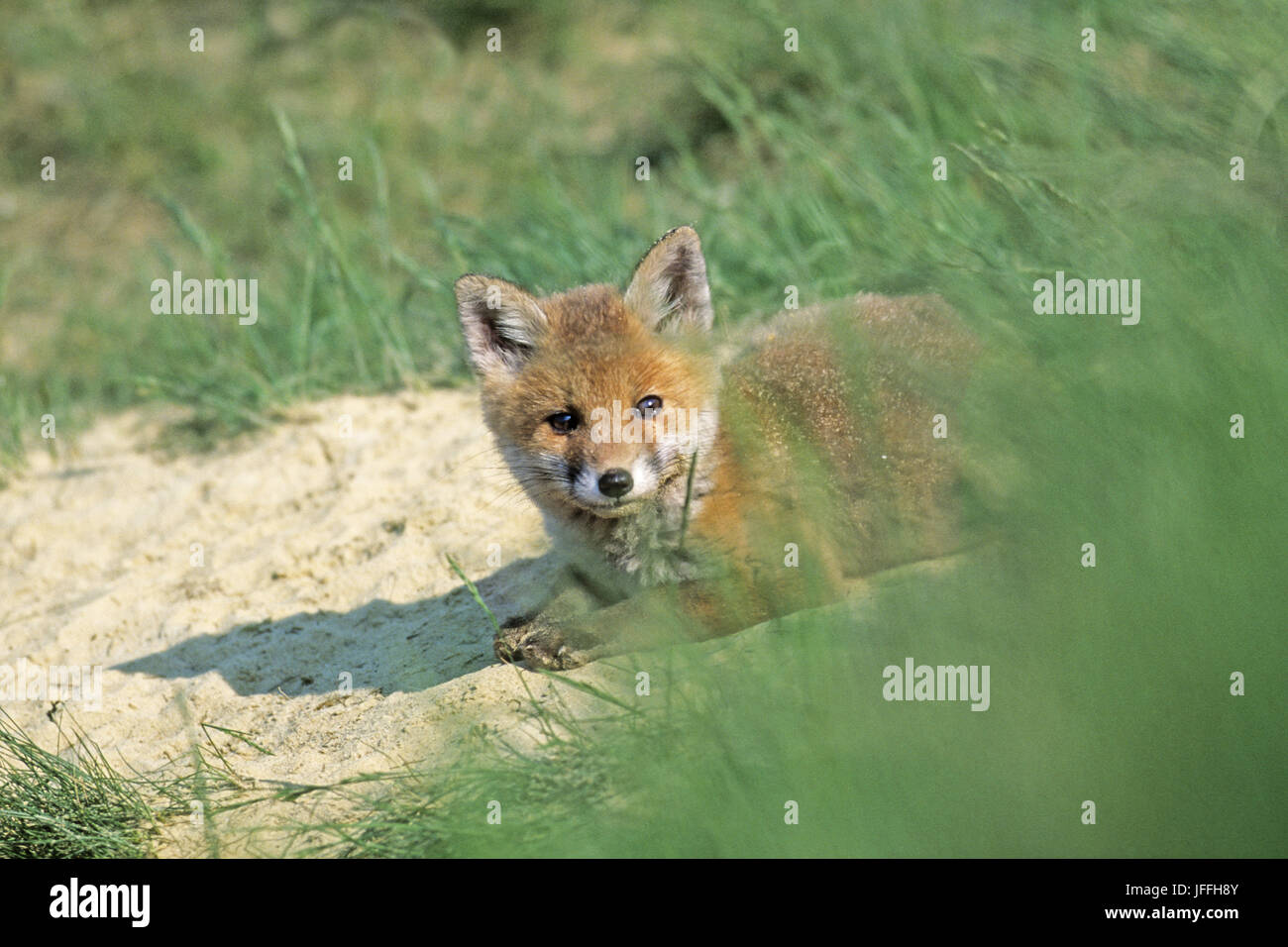 Red Fox kit, cub, pup Stock Photo - Alamy
