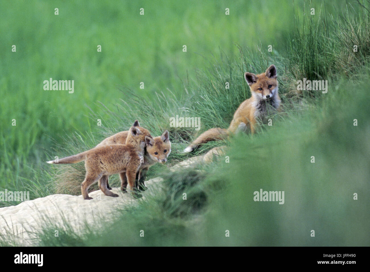 Red fox play fighting hi-res stock photography and images - Alamy