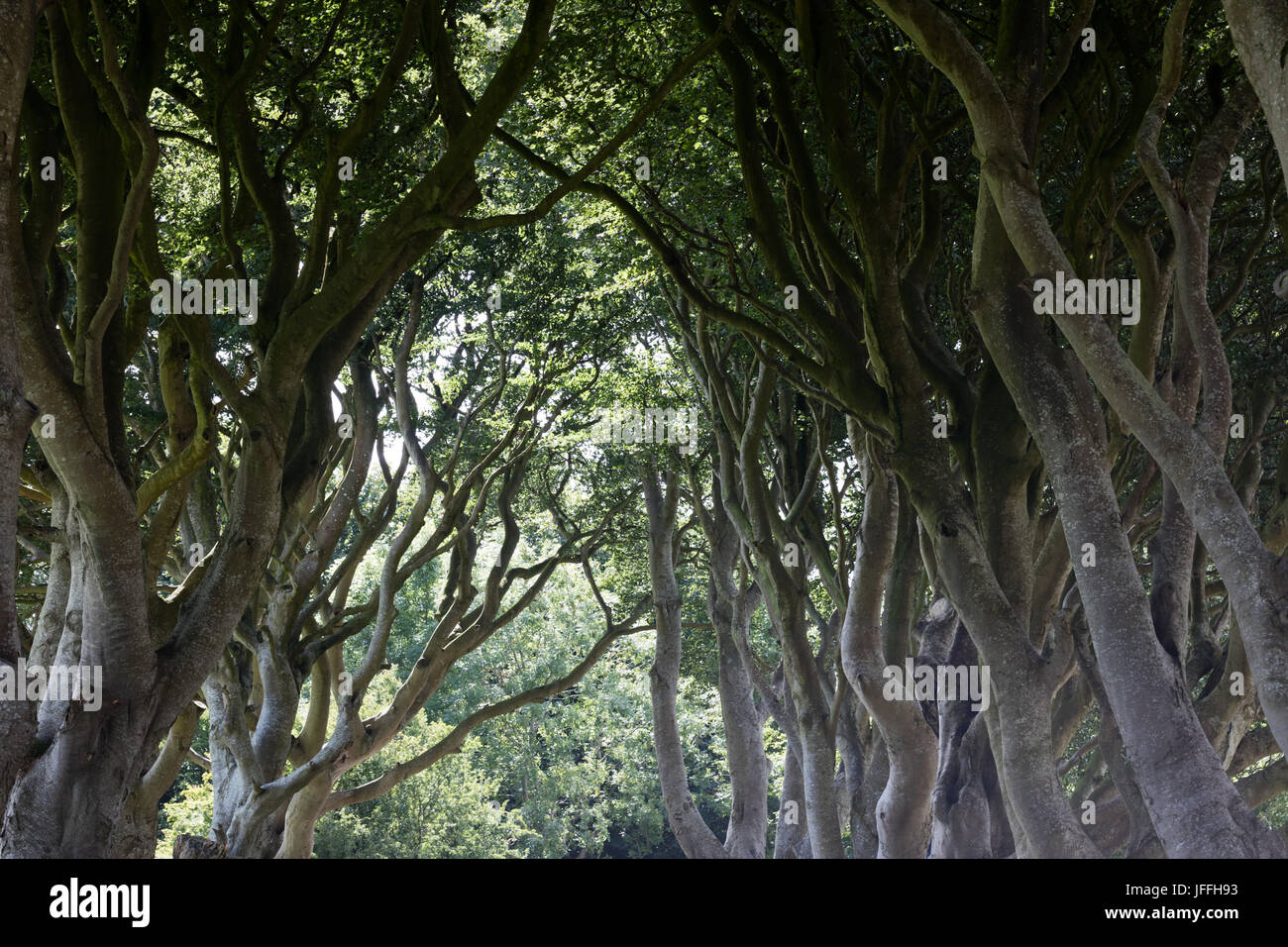 Magical forest, Northern Ireland Stock Photo - Alamy