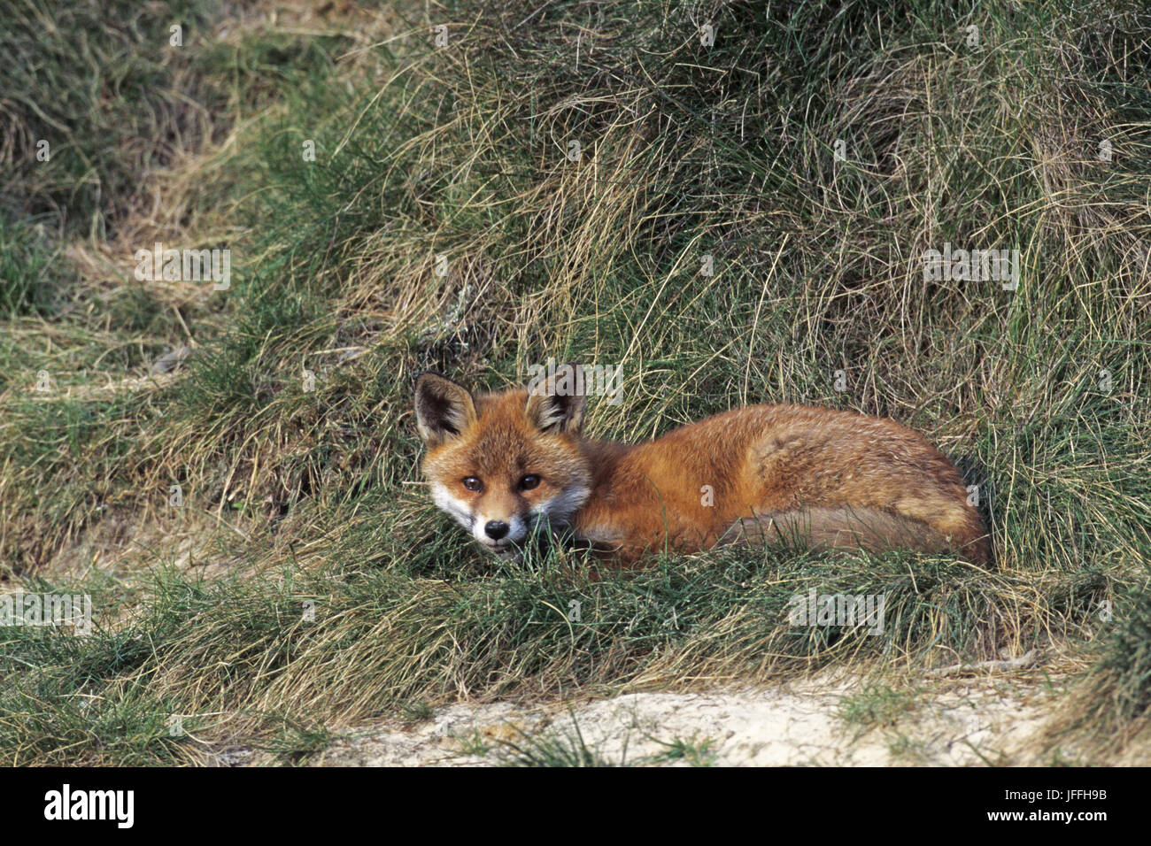 Kit fuchs hi-res stock photography and images - Alamy
