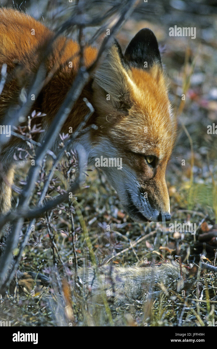 Mammal fox red with prey hi-res stock photography and images - Alamy
