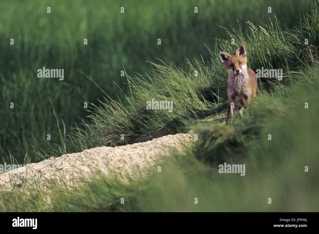 Red Fox kit, cub, pup Stock Photo - Alamy