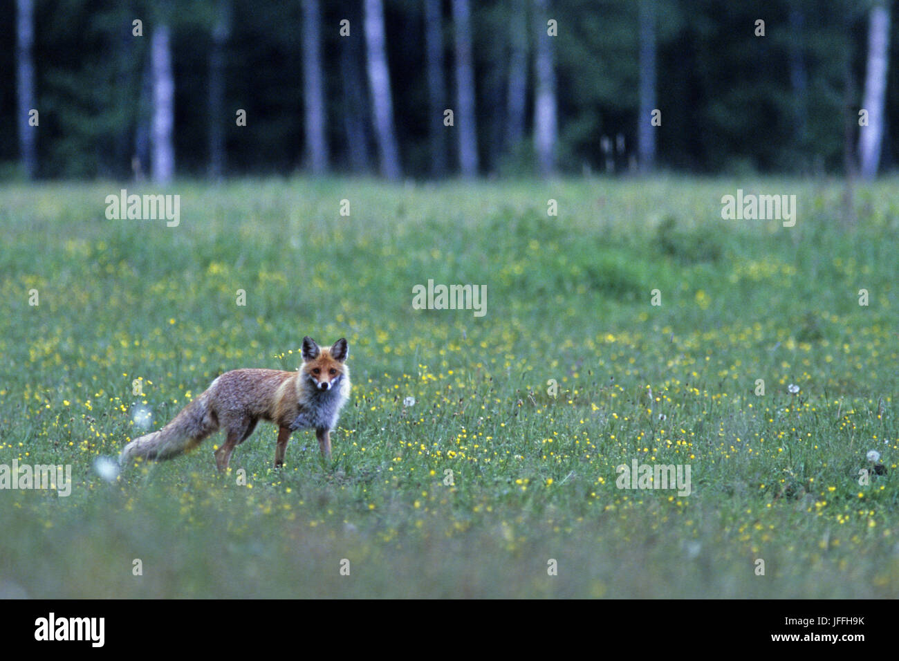 Vixen hi-res stock photography and images - Alamy