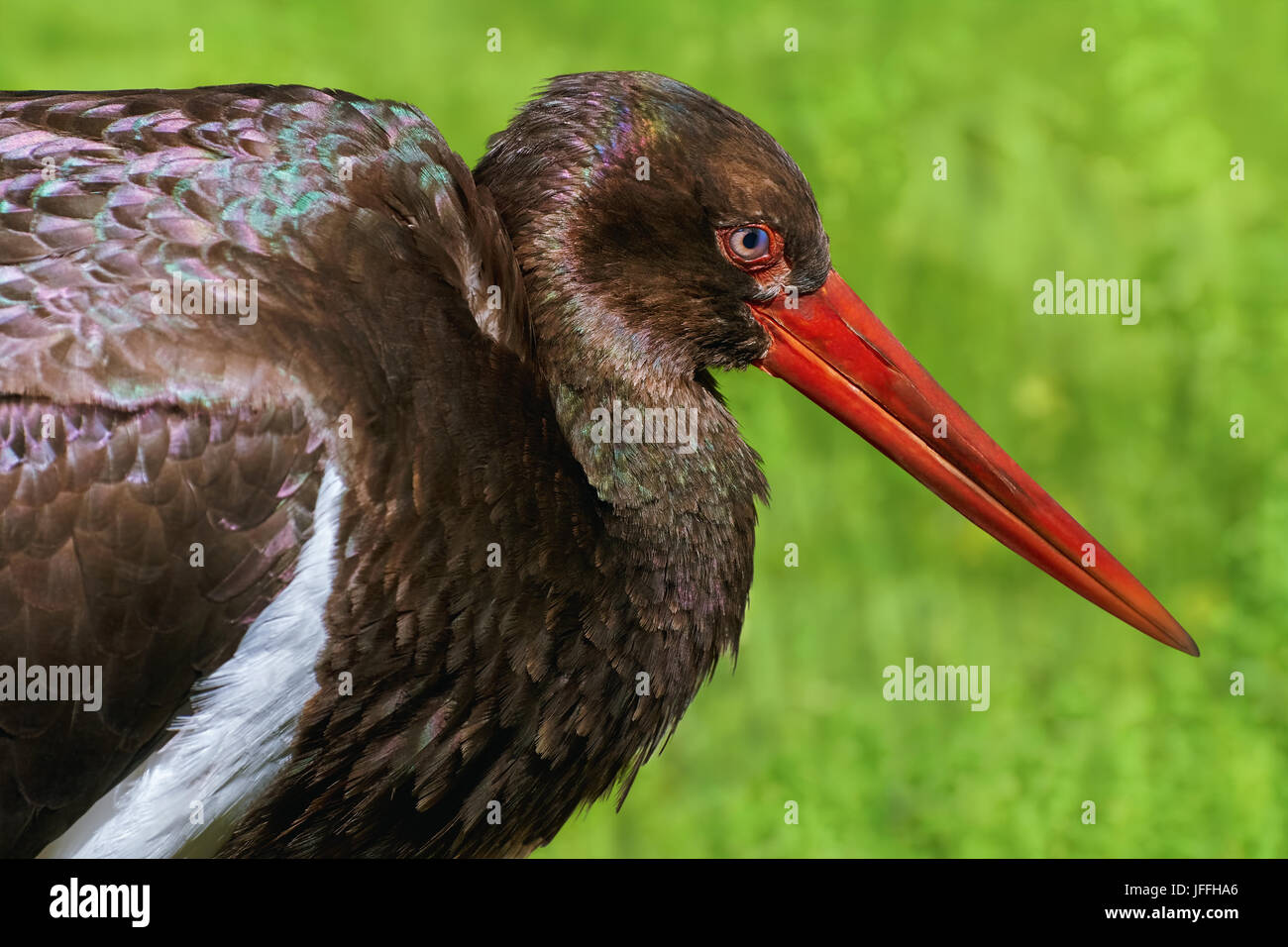 Portrait of Black Stork Stock Photo - Alamy