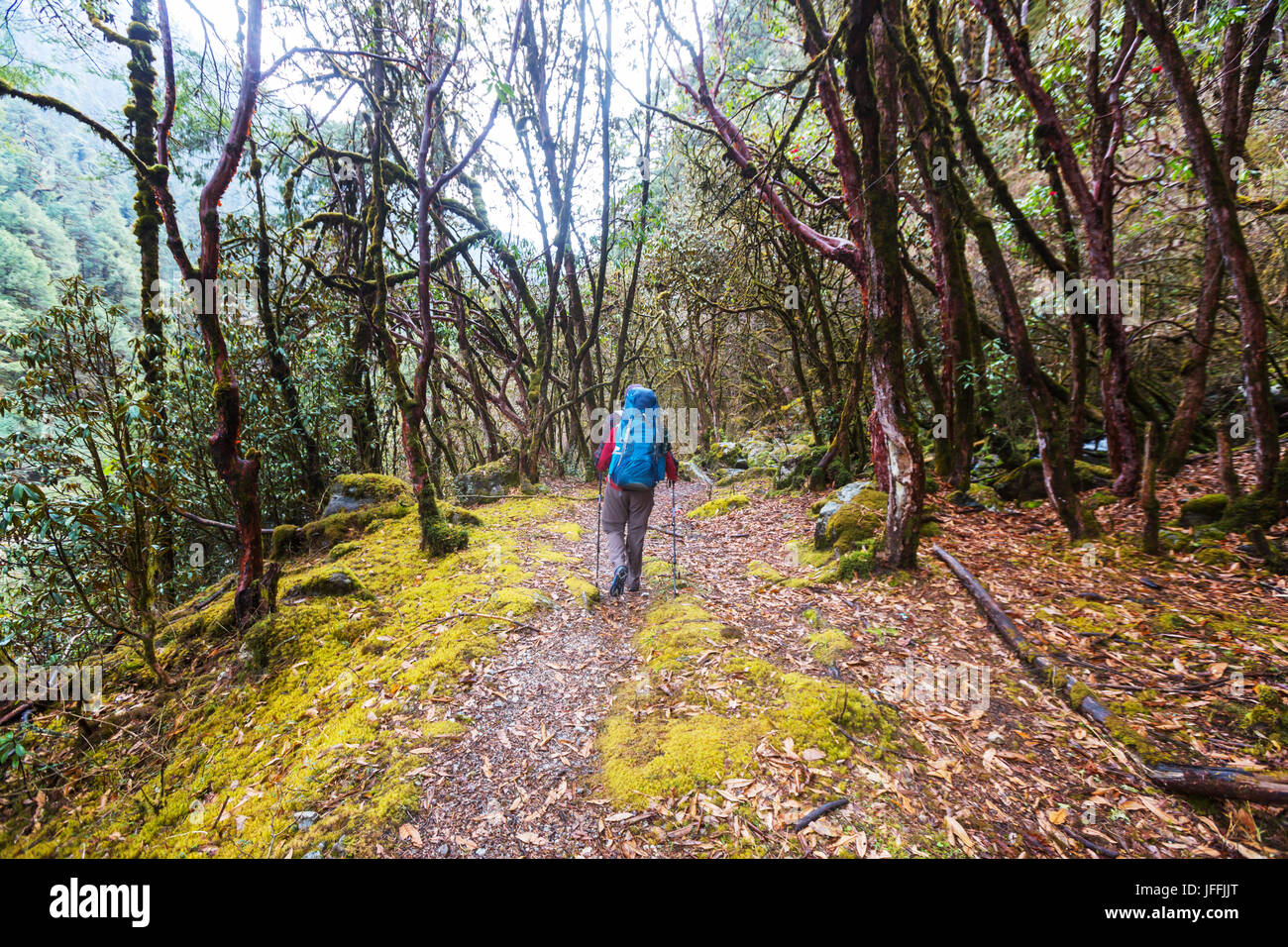 Jungle walk nepal hi-res stock photography and images - Alamy