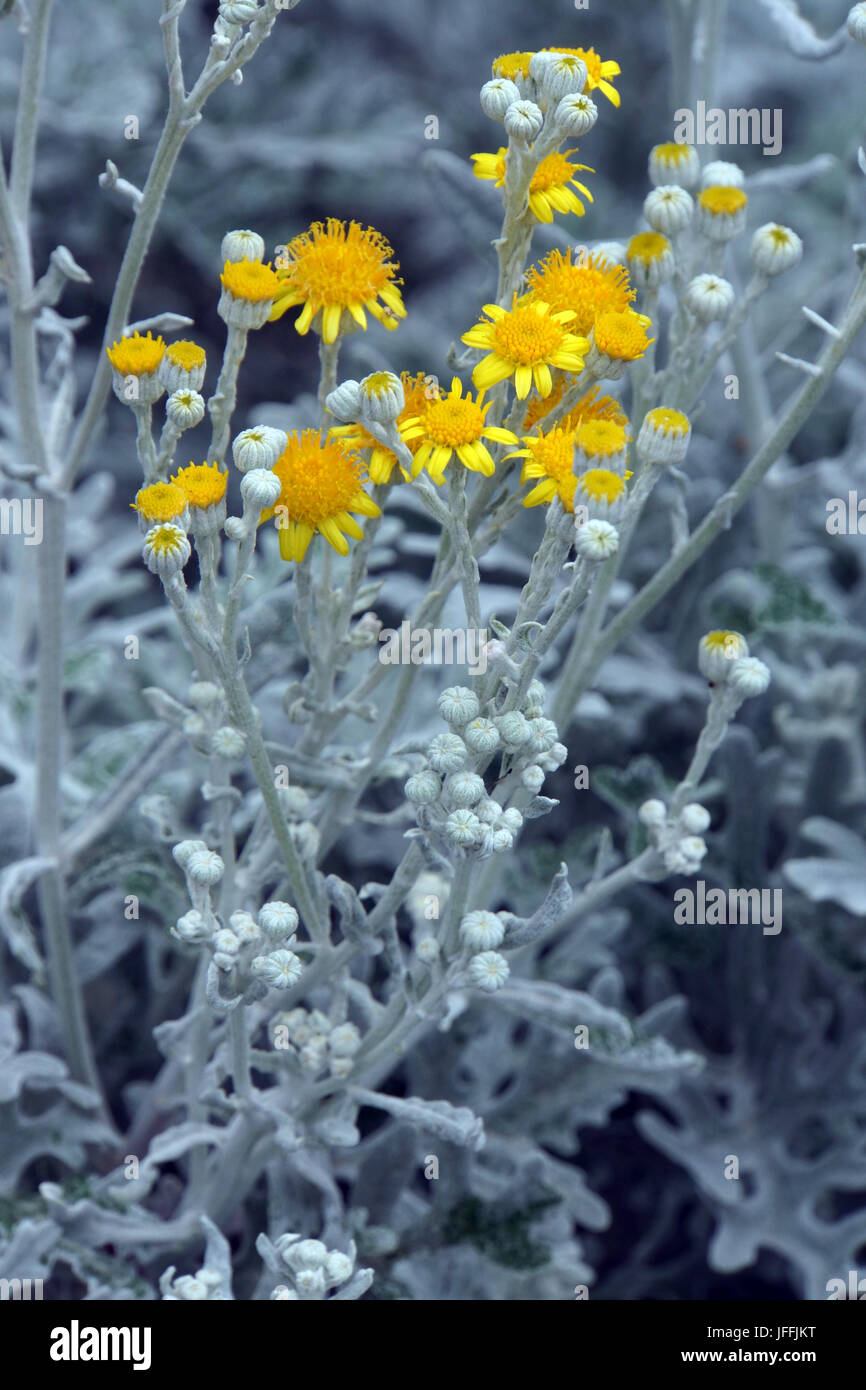 Silber ragwort jacobaea maritima hi-res stock photography and images ...