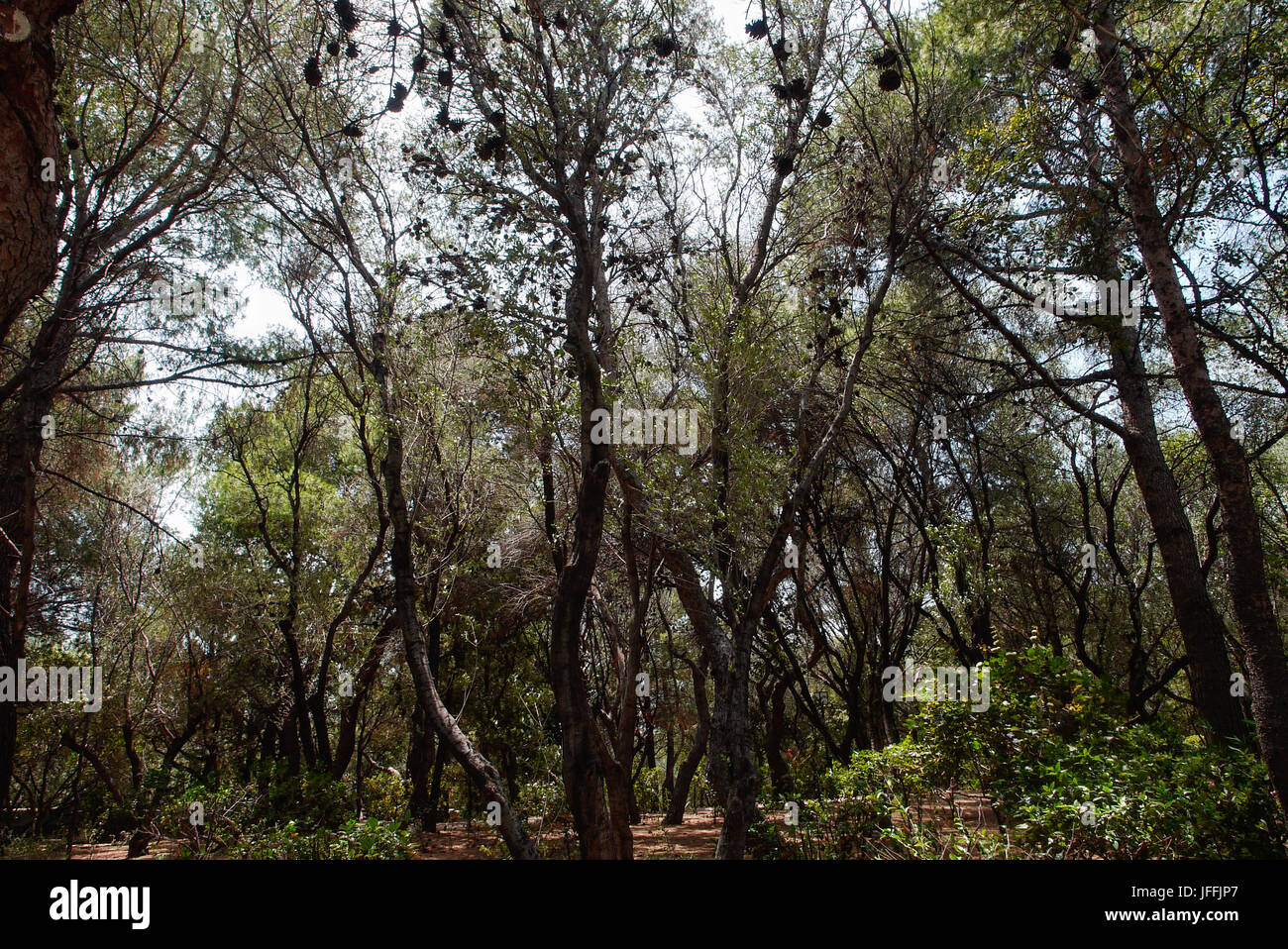Pines forest at Filopappou Hill, Athens (Greece Stock Photo - Alamy