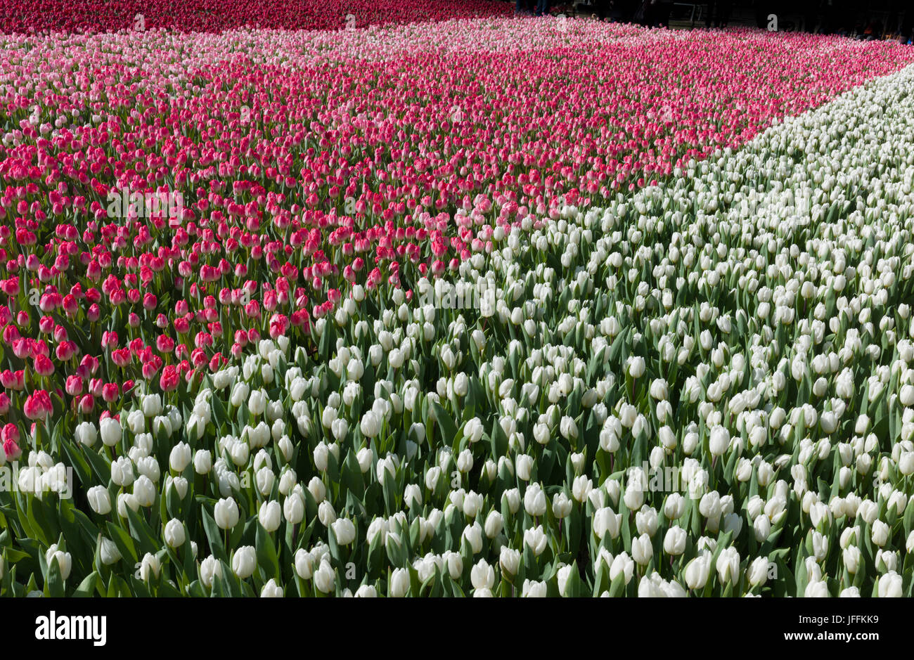 Field of tulips Stock Photo - Alamy