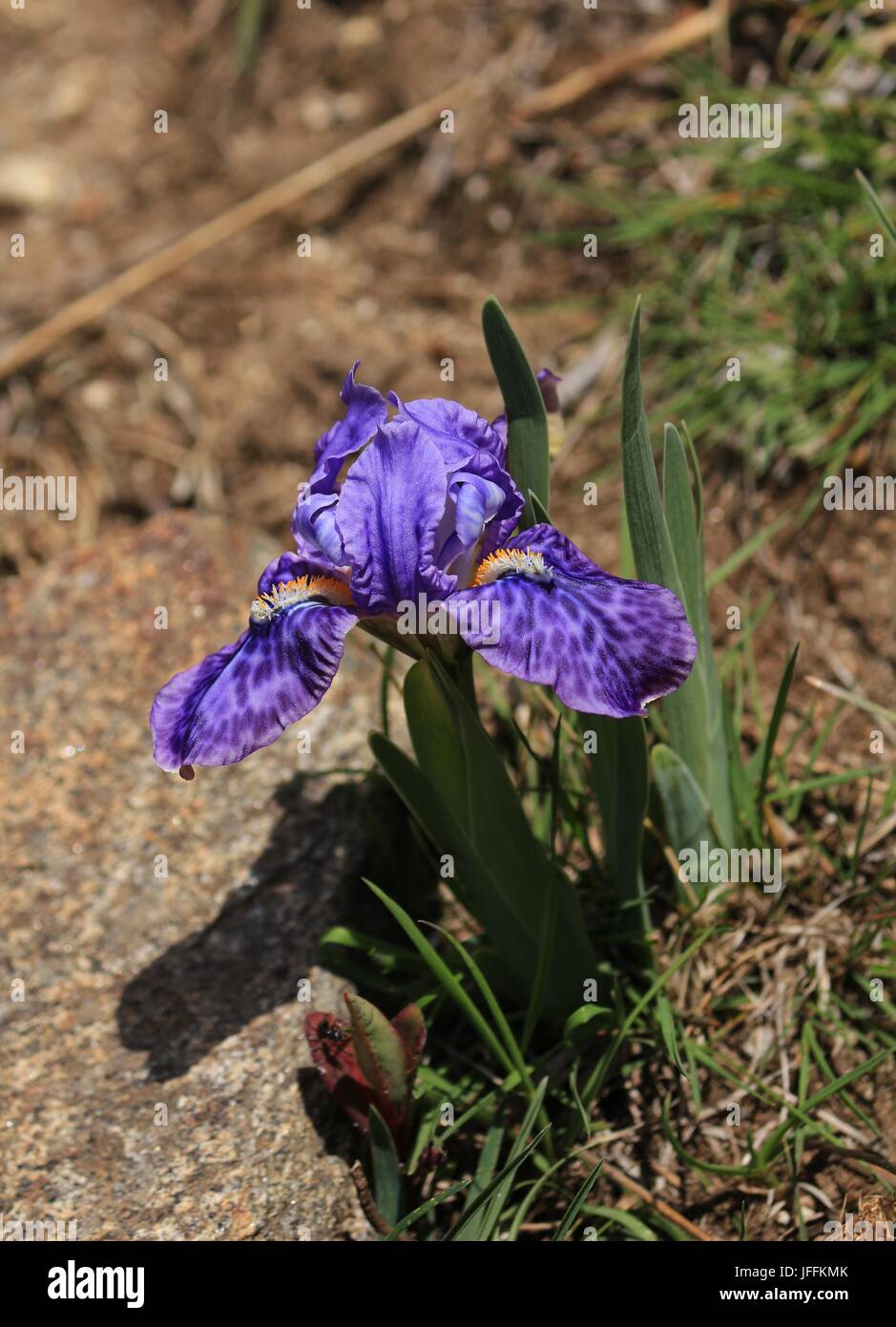 Purple Iris, spring scene Stock Photo - Alamy
