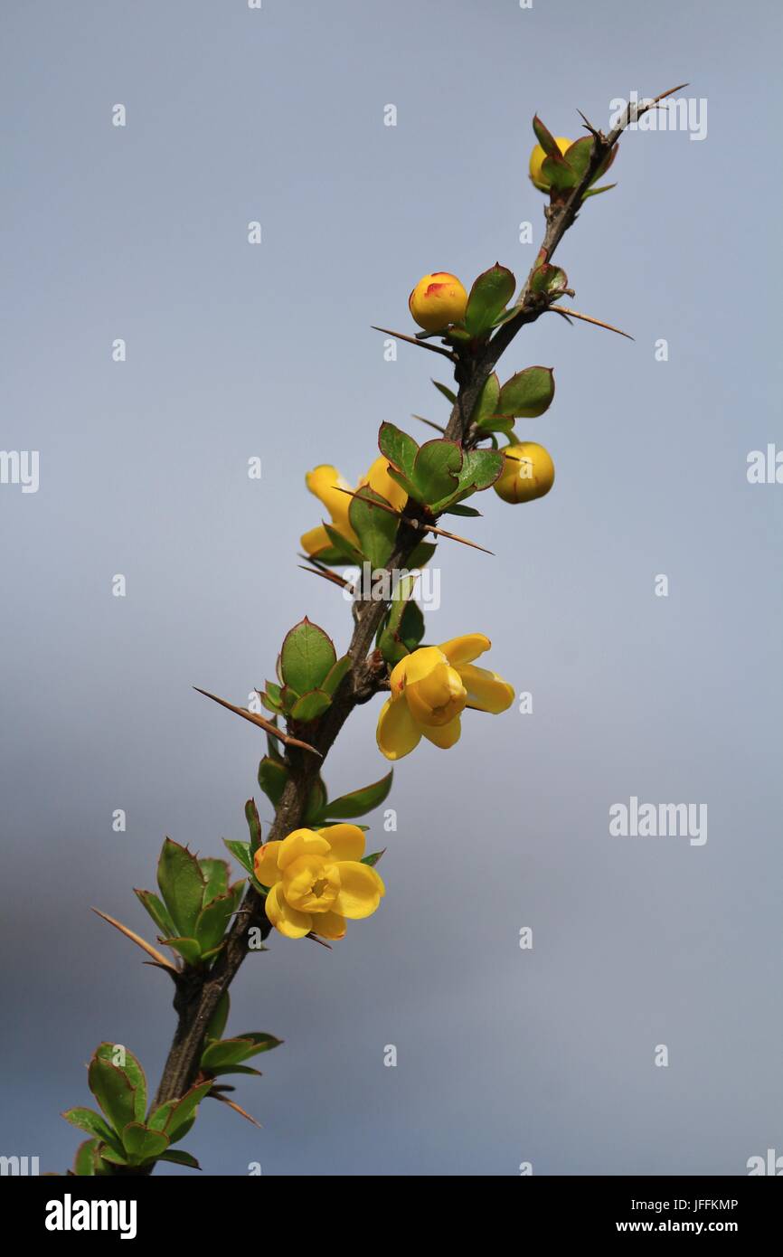 Thorny bush with little yellow flowers Stock Photo - Alamy