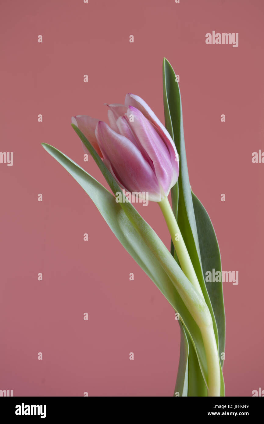 One Pink tulip Stock Photo - Alamy