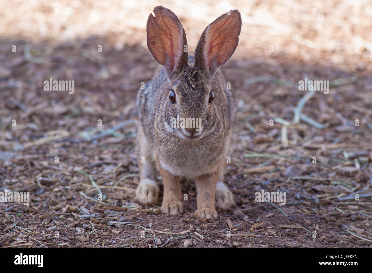 Wild jack rabbit in the desert hi-res stock photography and images - Alamy