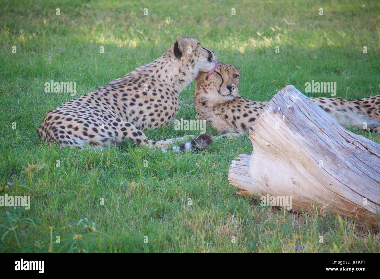 One Cheetah Grooming Another Stock Photo - Alamy