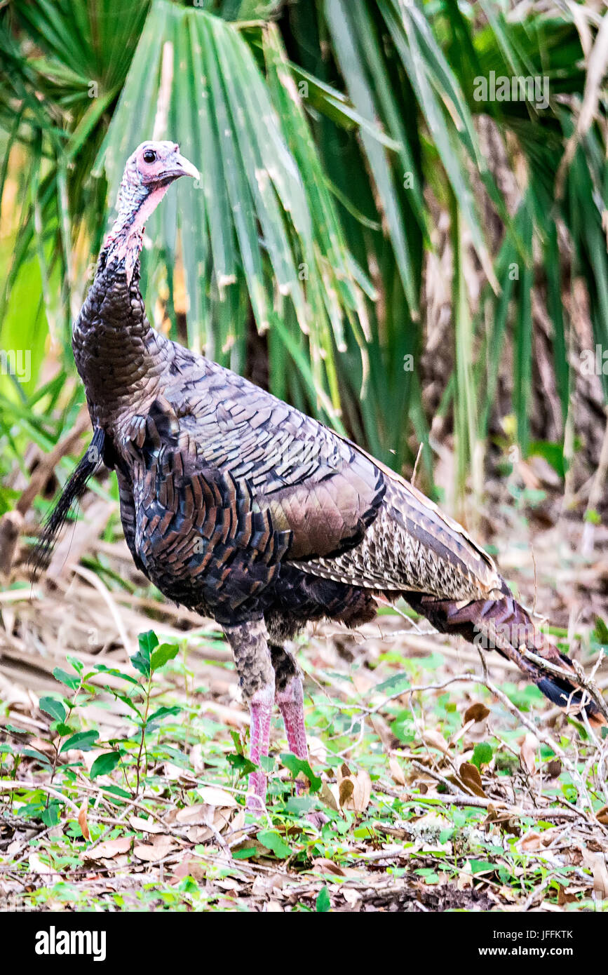 wild turkey browsing around woods Stock Photo - Alamy