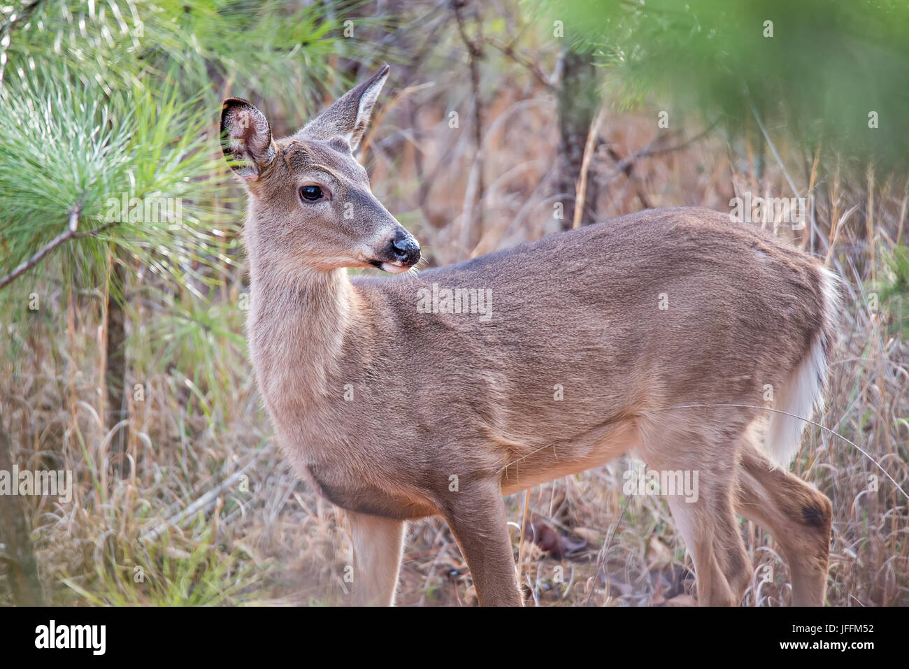 deer doe looking around depp thick forest Stock Photo - Alamy