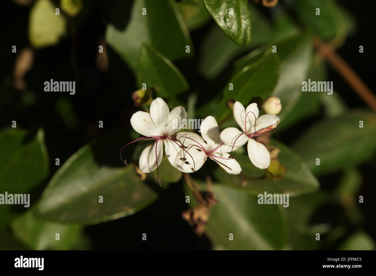 Volkameria inermis hi-res stock photography and images - Alamy
