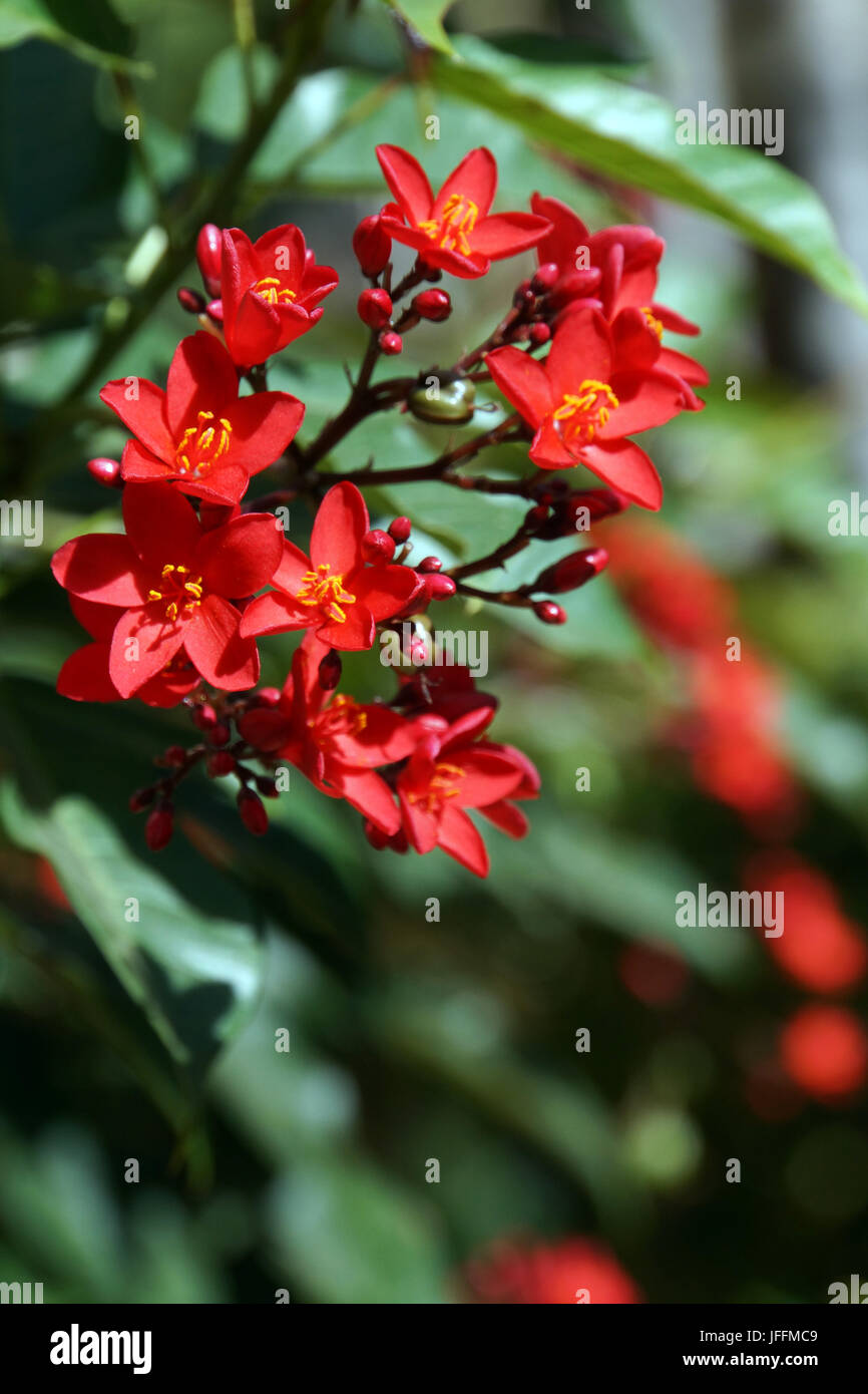 Jatropha integerrima hi-res stock photography and images - Alamy