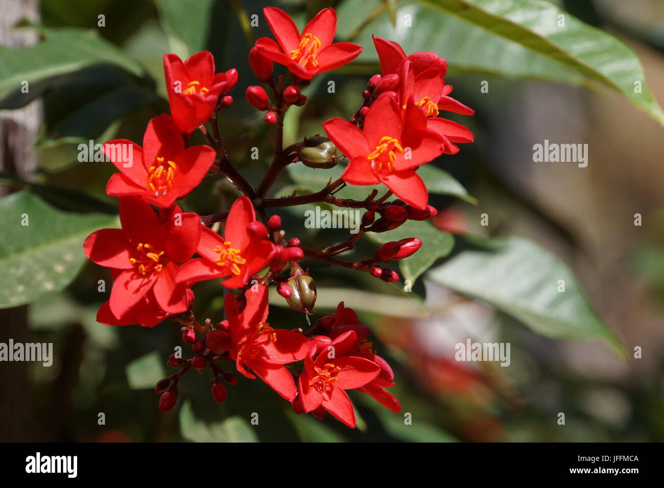 Jatropha integerrima hi-res stock photography and images - Alamy