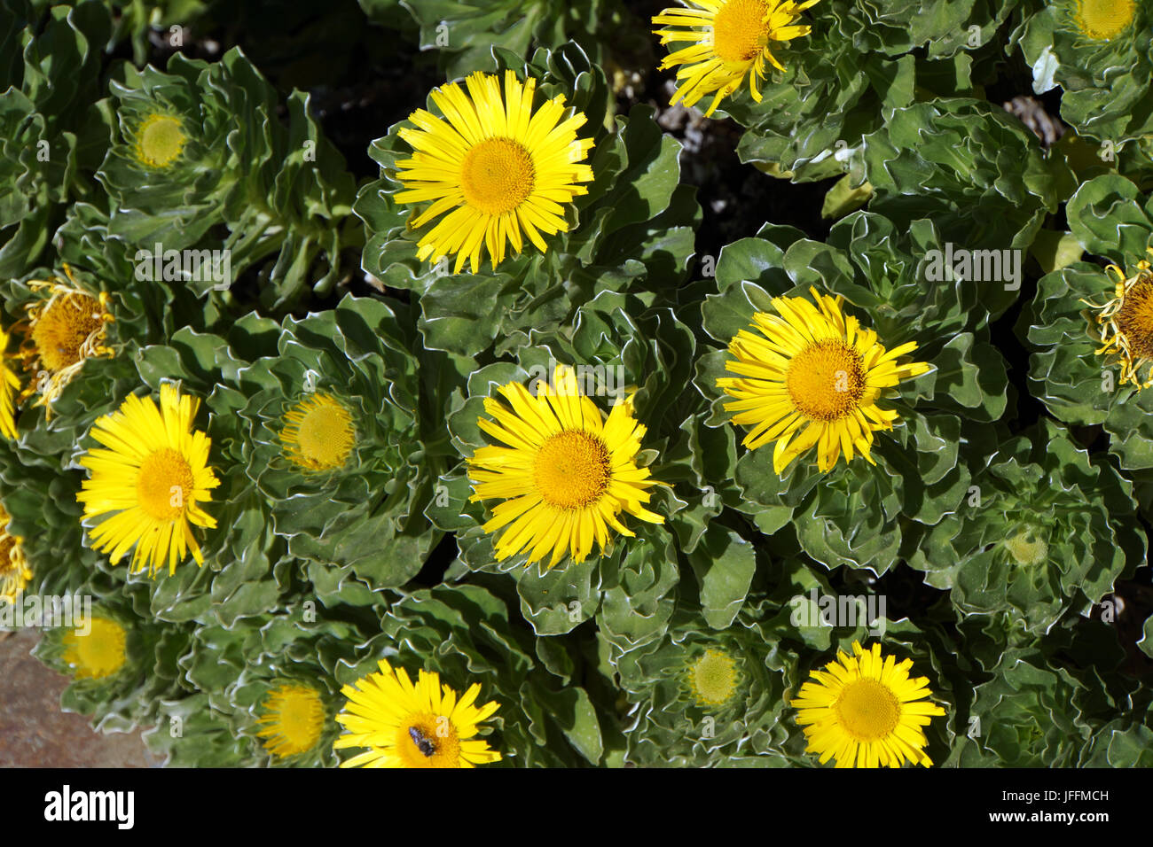 Asteriscus graveolens ssp. stenophyllus Stock Photo - Alamy
