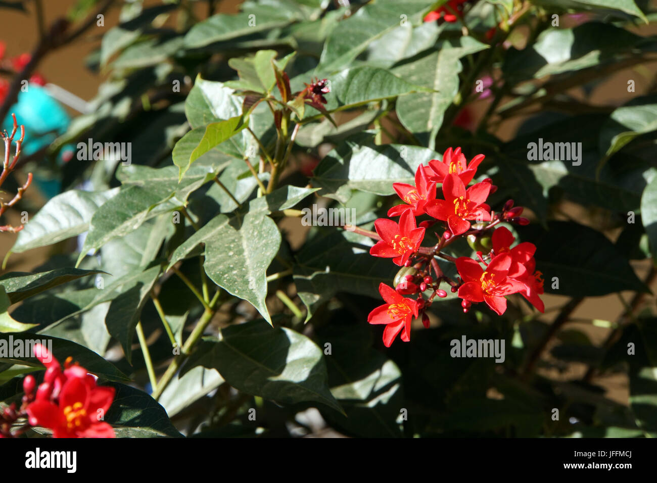 Jatropha integerrima hi-res stock photography and images - Alamy