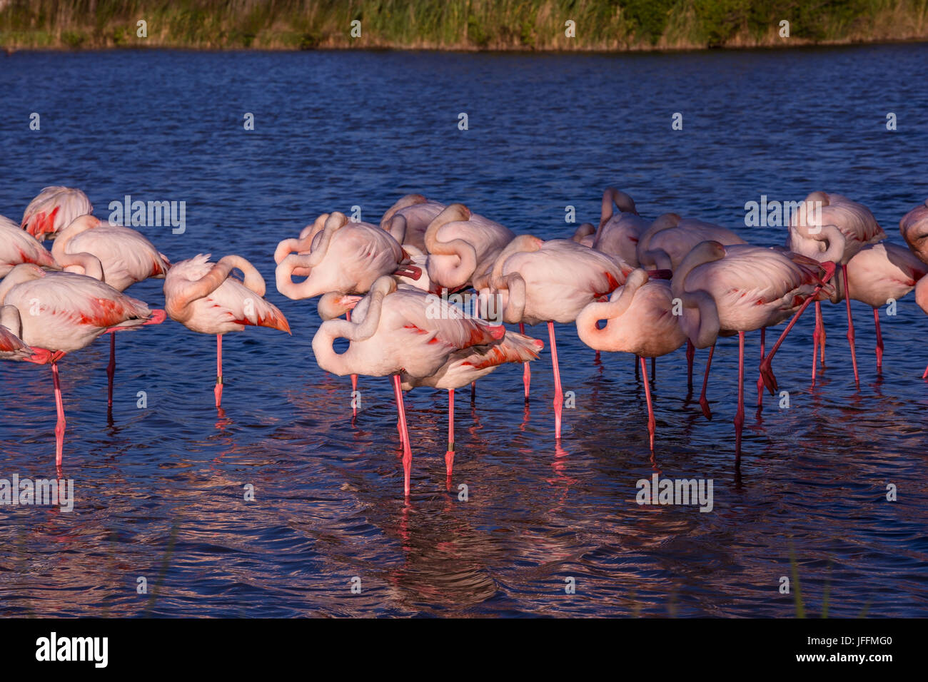 Large birds hi-res stock photography and images - Alamy