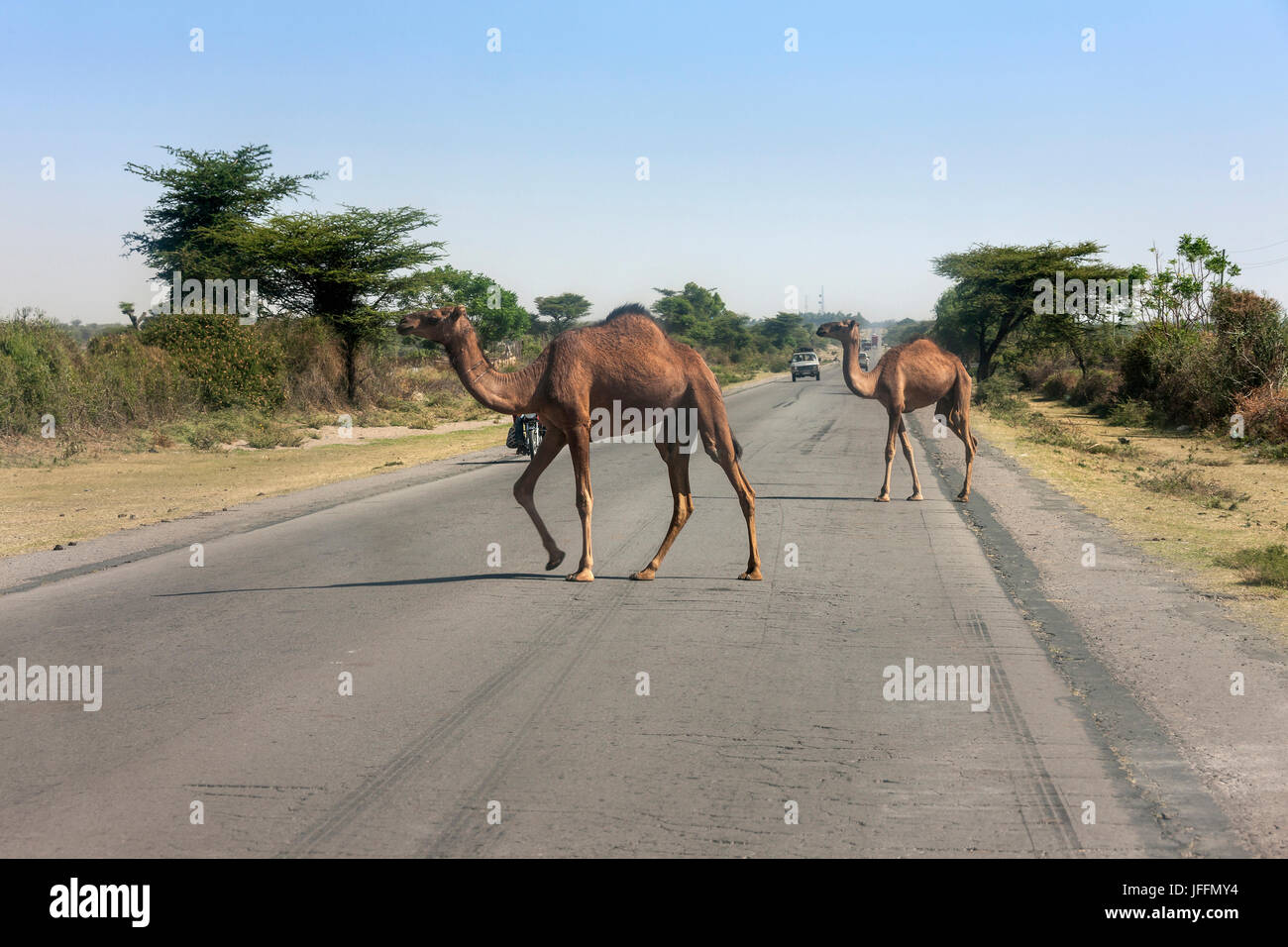 Camels crossing the road hi-res stock photography and images - Alamy