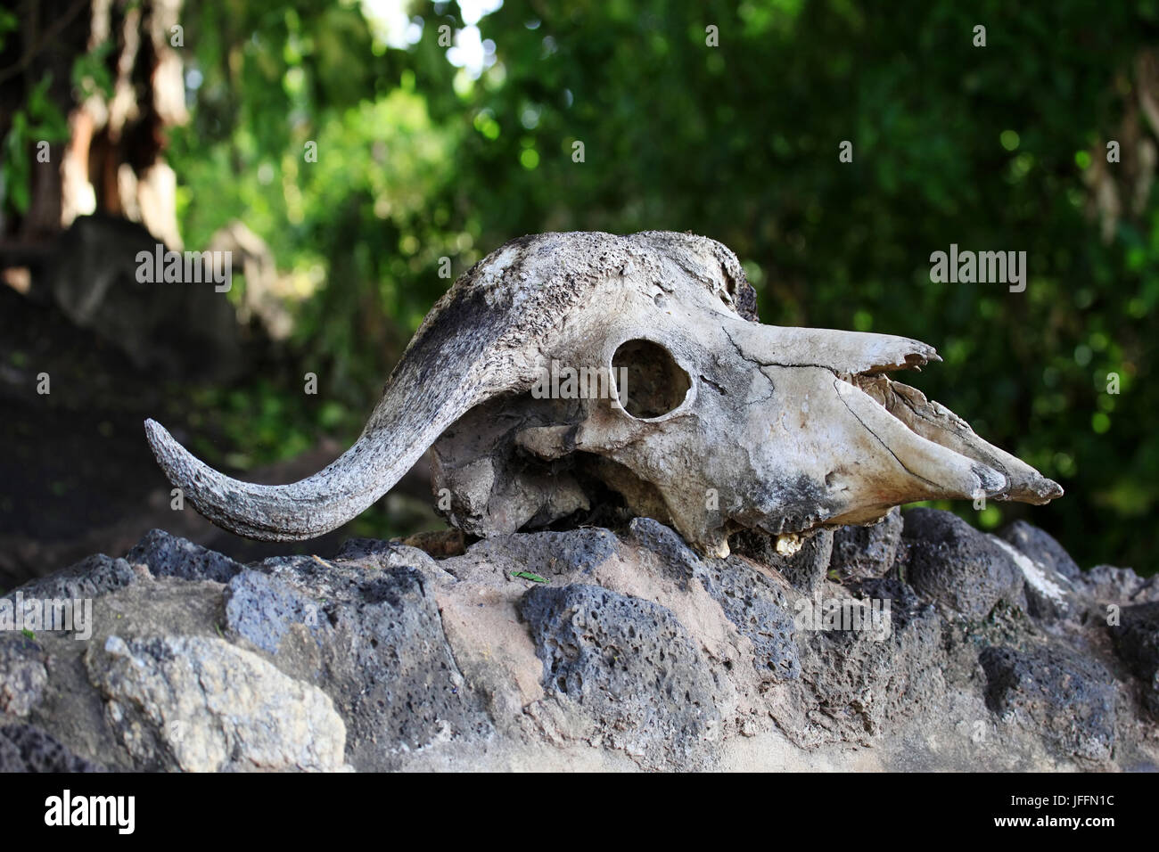 Cow Skull on a Rock Stock Photo - Alamy