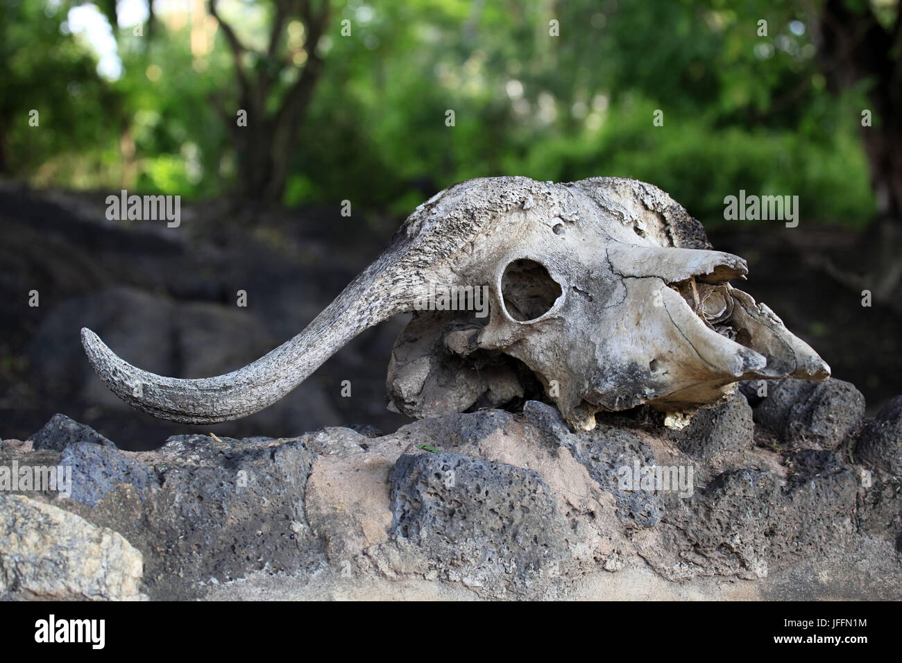 Cow Skull on a Rock Stock Photo - Alamy