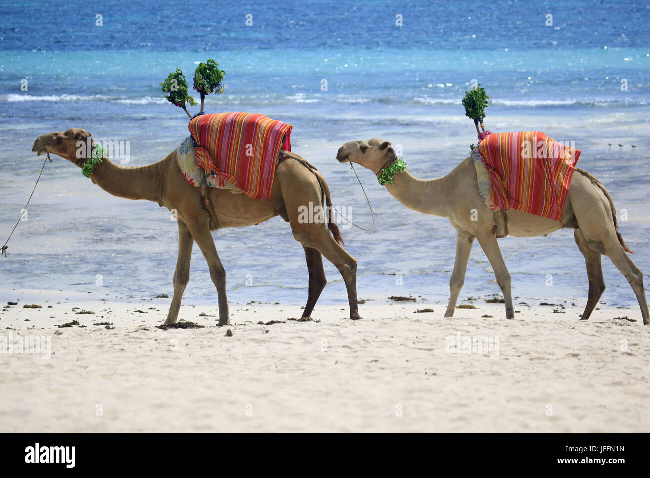 Walking camels hi-res stock photography and images - Alamy