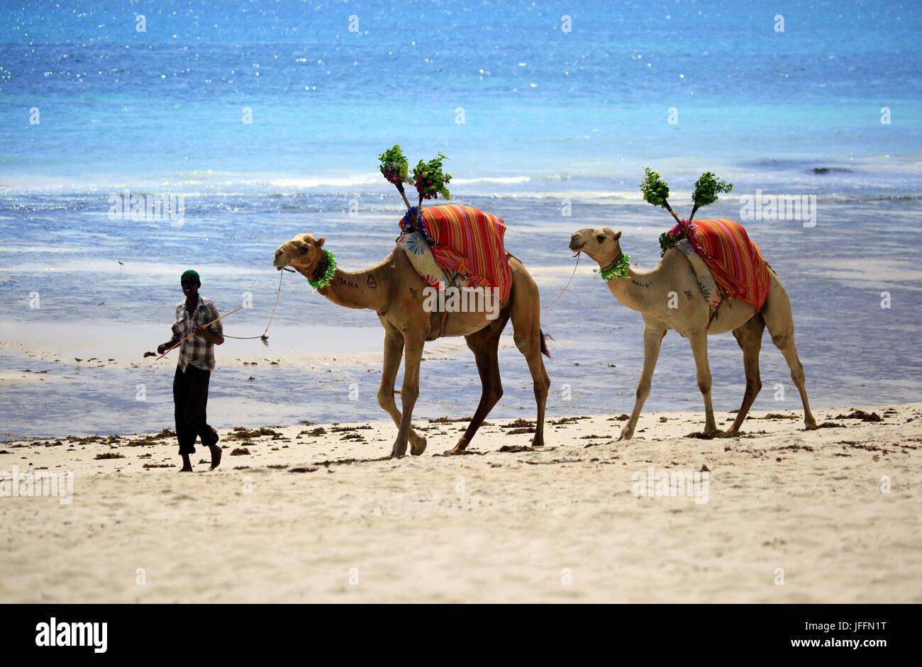 Camels walking the shore of the ocean Stock Photo - Alamy