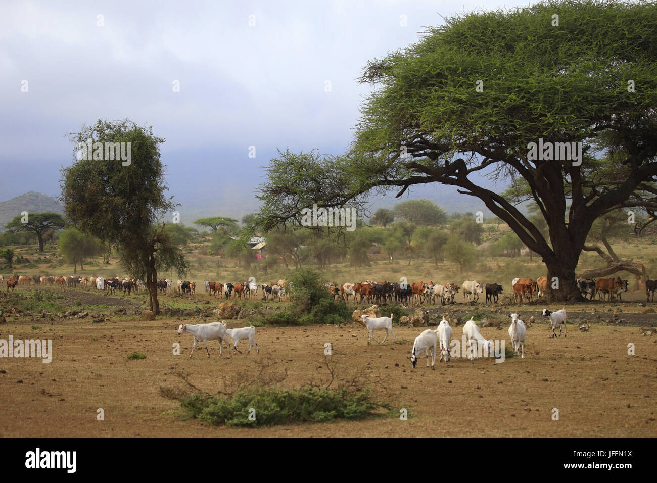 A large herd of cows in Kenya Stock Photo - Alamy