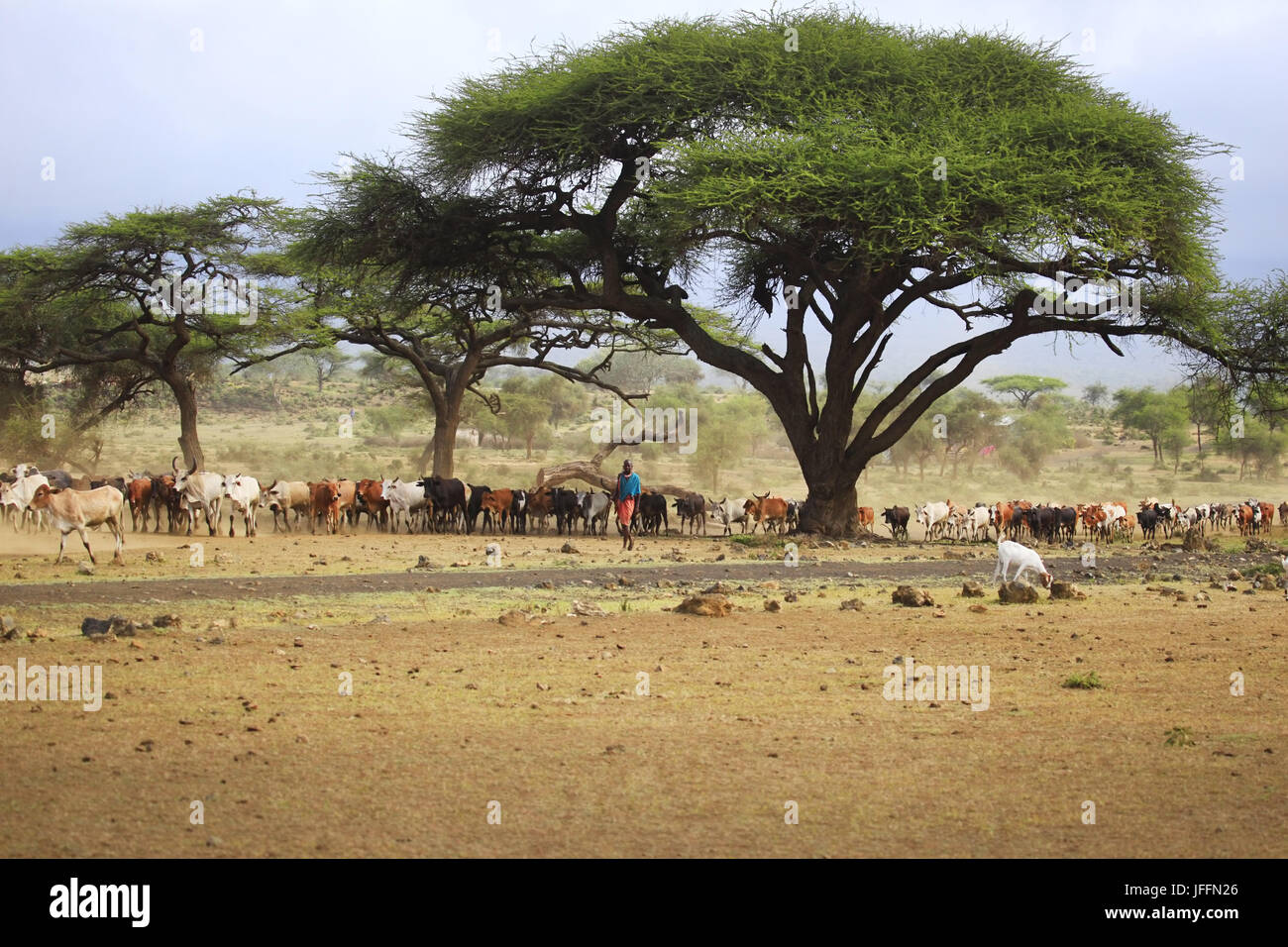 A large herd of cows in Kenya Stock Photo - Alamy