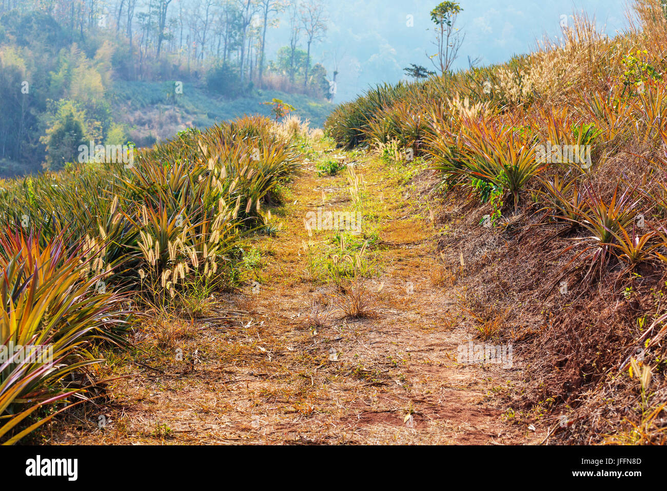 Pineapple fields hi-res stock photography and images - Alamy