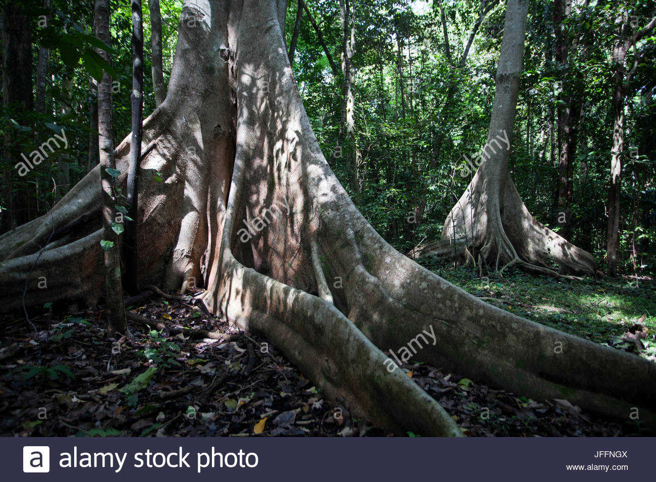 Buttress Roots Stock Photos & Buttress Roots Stock Images - Alamy