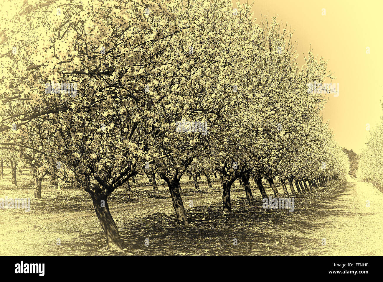 Flowering Almond Garden Stock Photo - Alamy